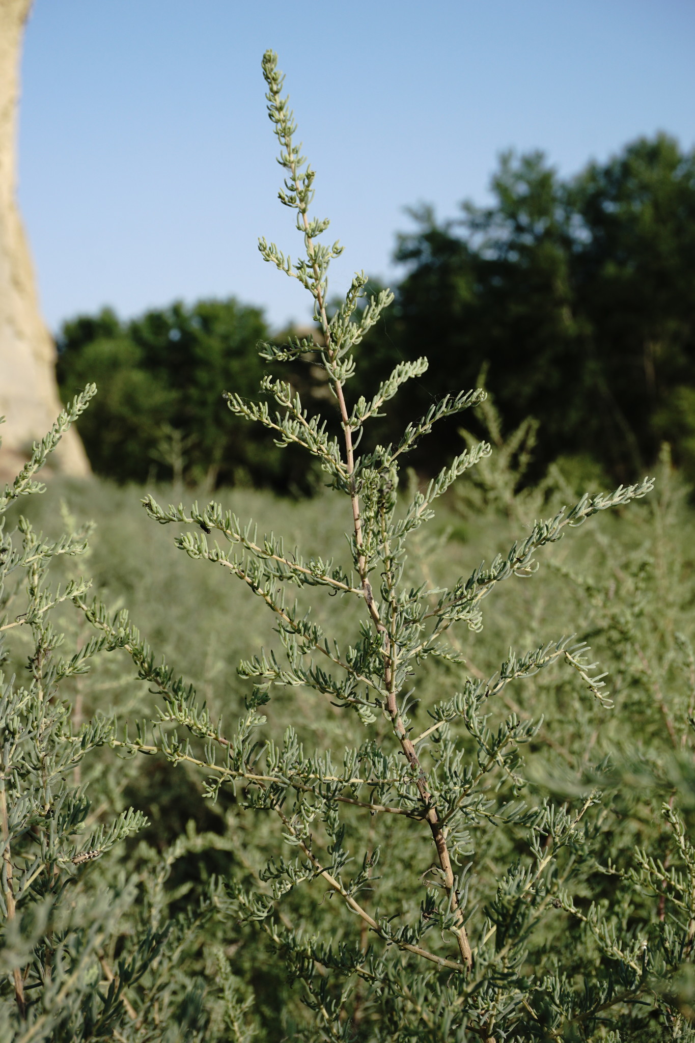 Suaeda microphylla (C.A.Mey.) Pall.