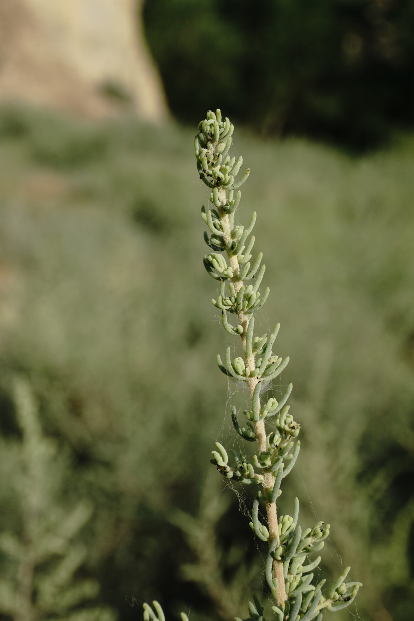Suaeda microphylla (C.A.Mey.) Pall.