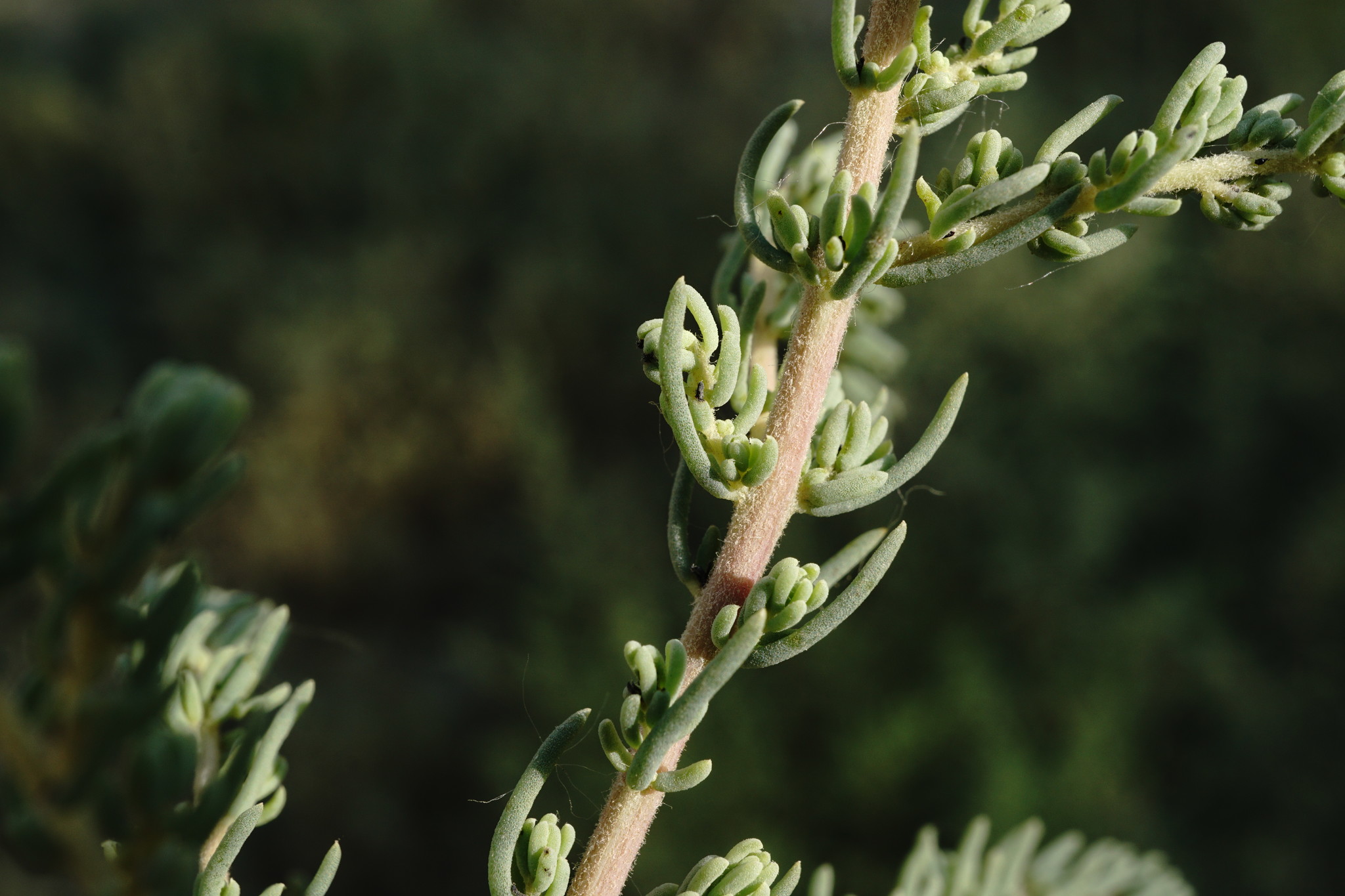 Suaeda microphylla (C.A.Mey.) Pall.
