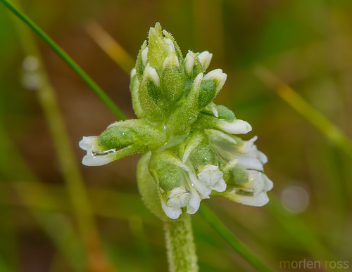 Cyclopogon apricus · iNaturalist