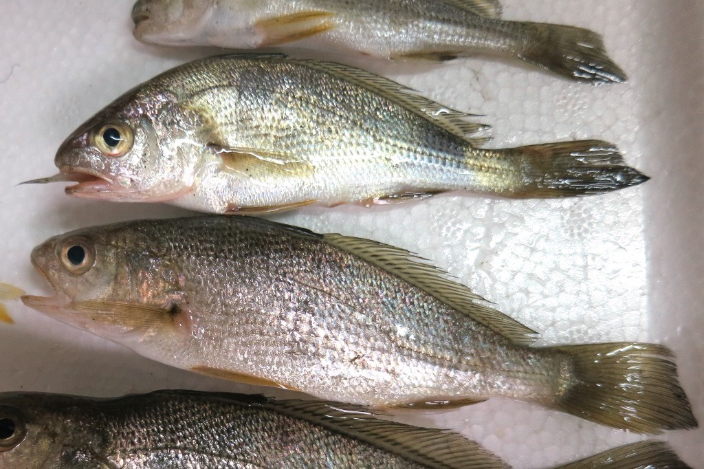 Honnibe Croaker (Nibea mitsukurii) - Marine Life Identification