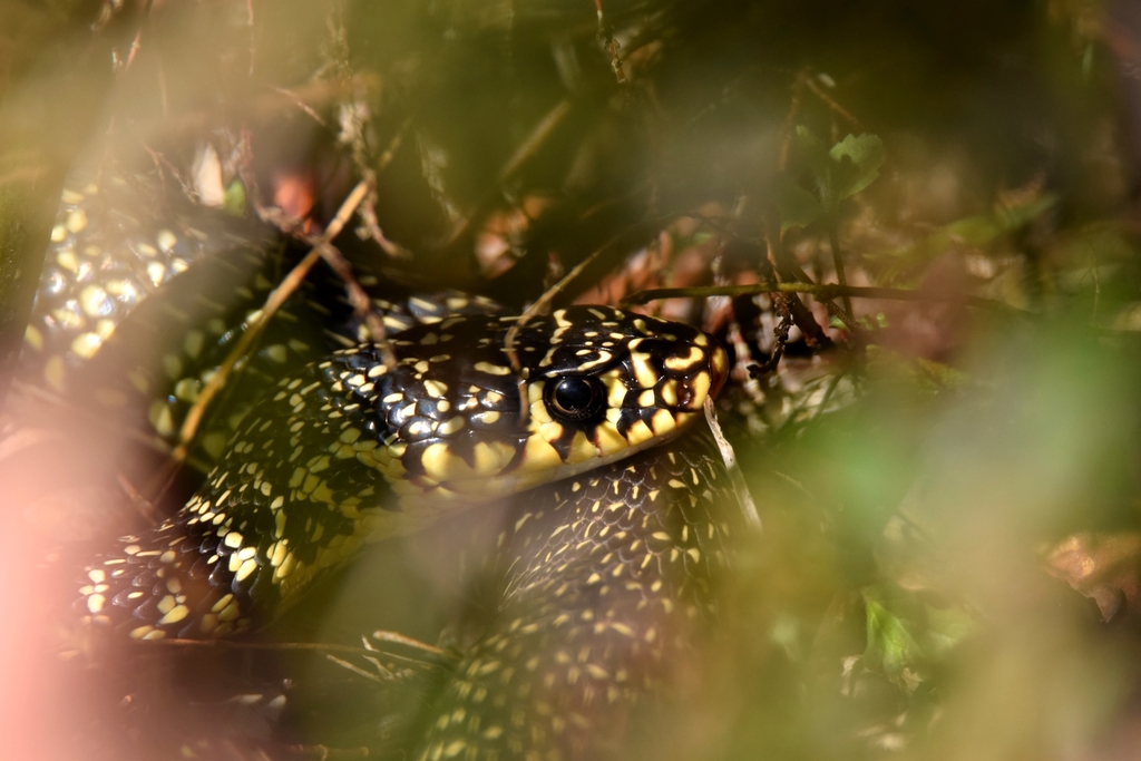 Green Whip Snake from 79360 Villiers-en-Bois, France on April 13, 2018 ...