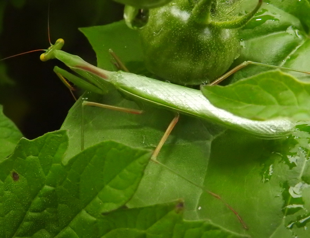 South African Mantis from Garden Route Botanical Garden on March 25 ...