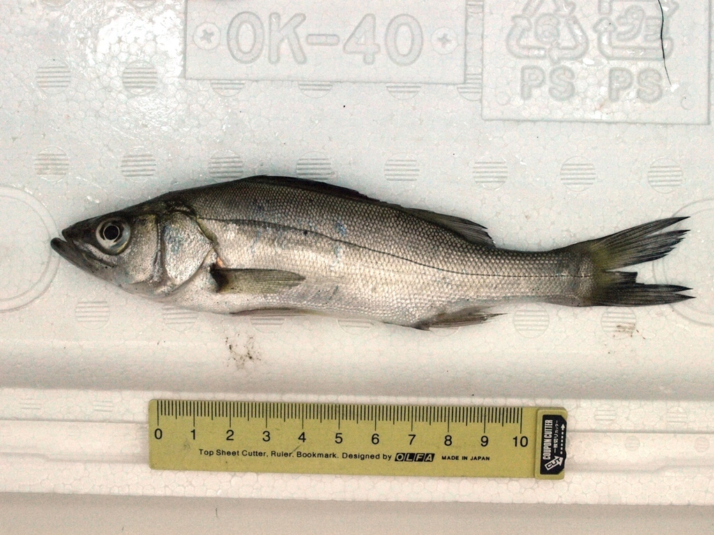 Japanese Seabass from 日本、〒251-0037 神奈川県藤沢市鵠沼海岸 on October 16, 2016 at ...