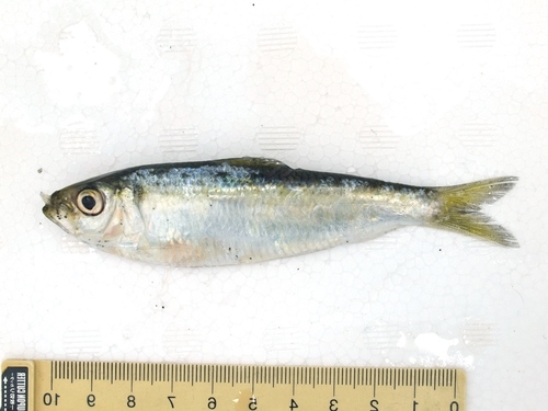 Japanese Sardinella (Sardinella zunasi) · iNaturalist