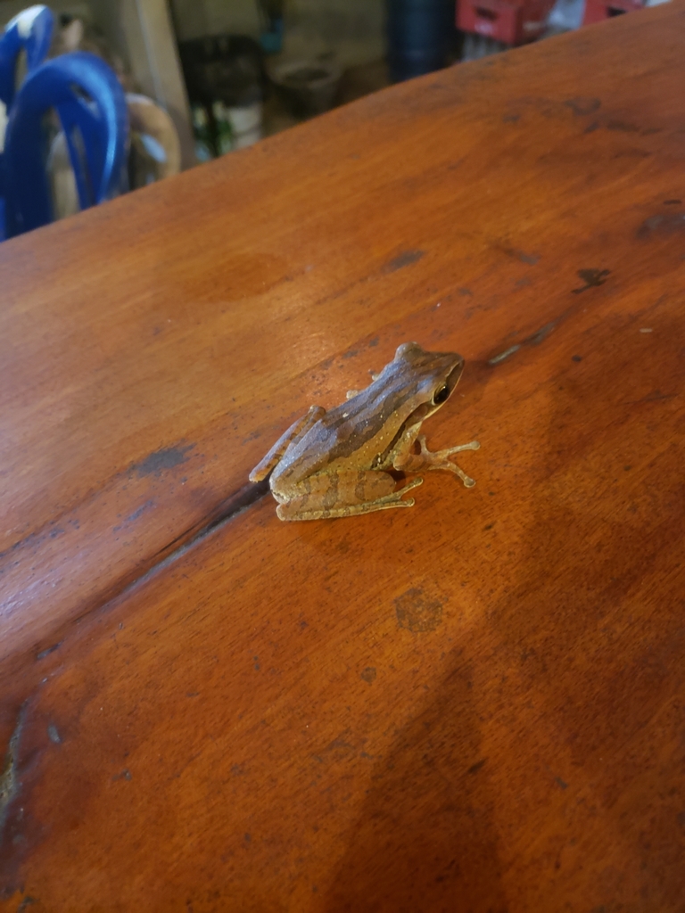 Common Southeast Asian Tree Frog from J28M+F7H, Sala Dan, Ko Lanta ...