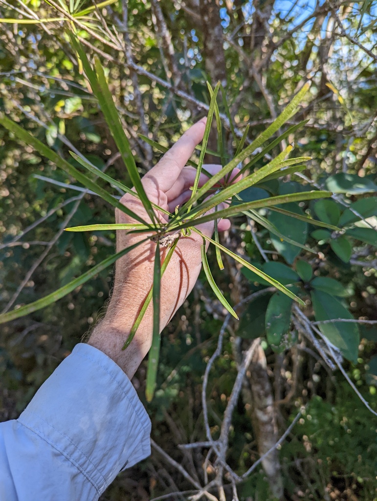 Serpentine Hill raintree from Maricao, Puerto Rico on March 10, 2022 at ...