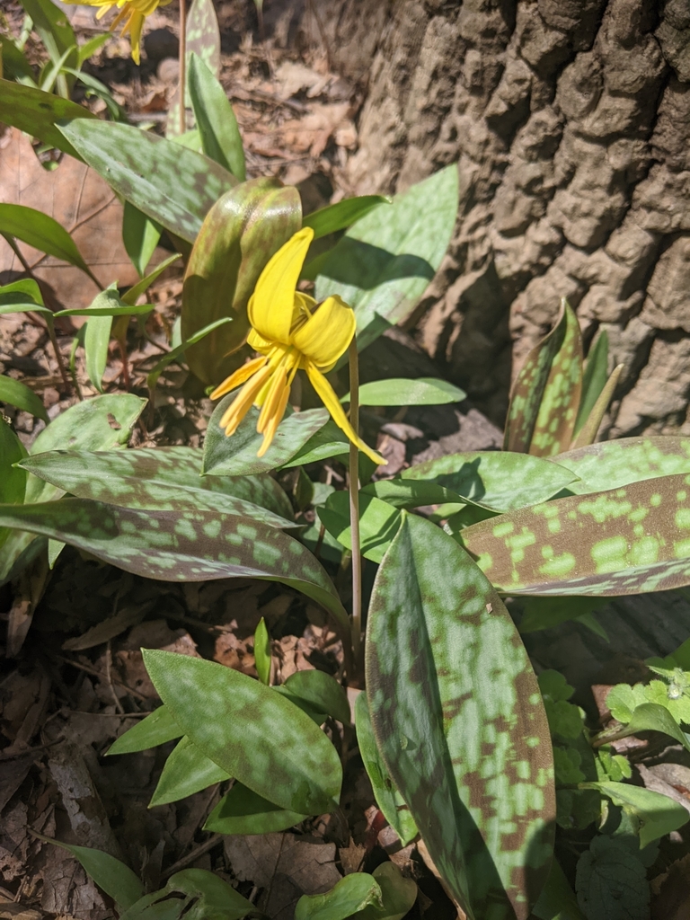 yellow trout lily from Cabin John, MD 20818, USA on March 25, 2022 at ...