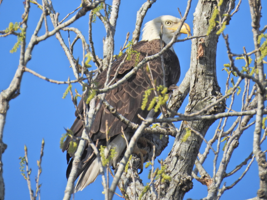 Bald Eagle in March 2022 by aturney · iNaturalist