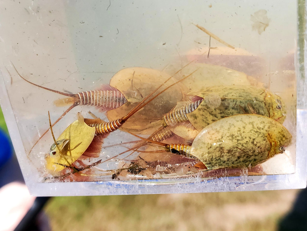 Vernal Pool Tadpole Shrimp in March 2022 by Mary K. Hanson · iNaturalist