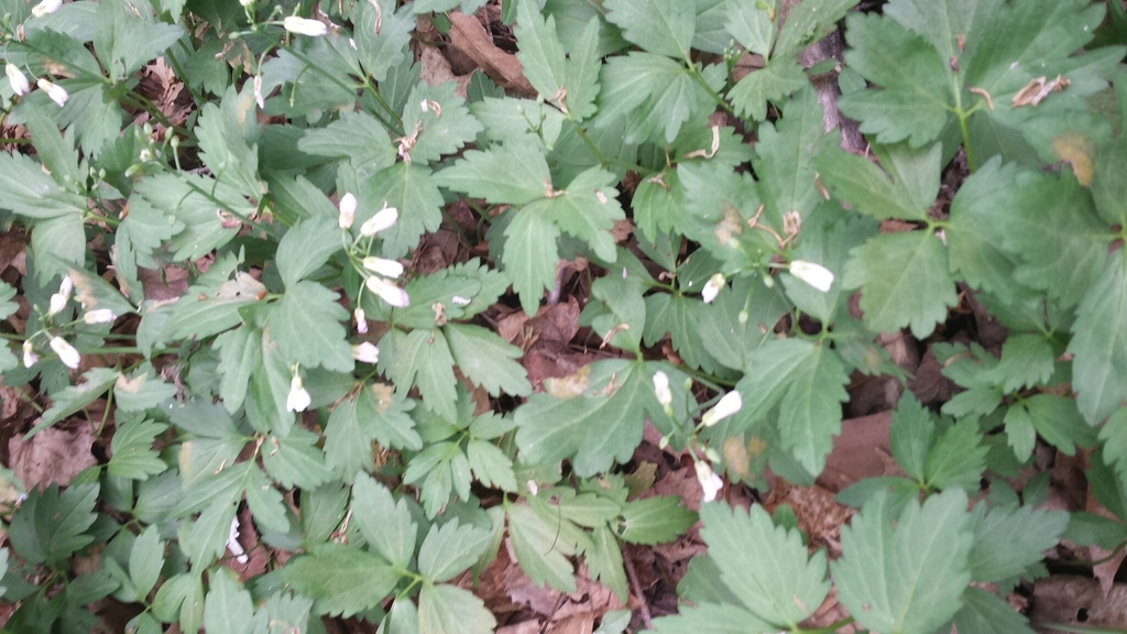 large toothwort from Ontario, CA on May 14, 2015 at 06:20 PM by Liv MW ...