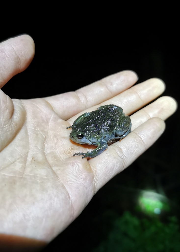 Verrucous Digging Frog from 中国云南省昆明市西山区 on June 17, 2020 at 12:57 PM by ...