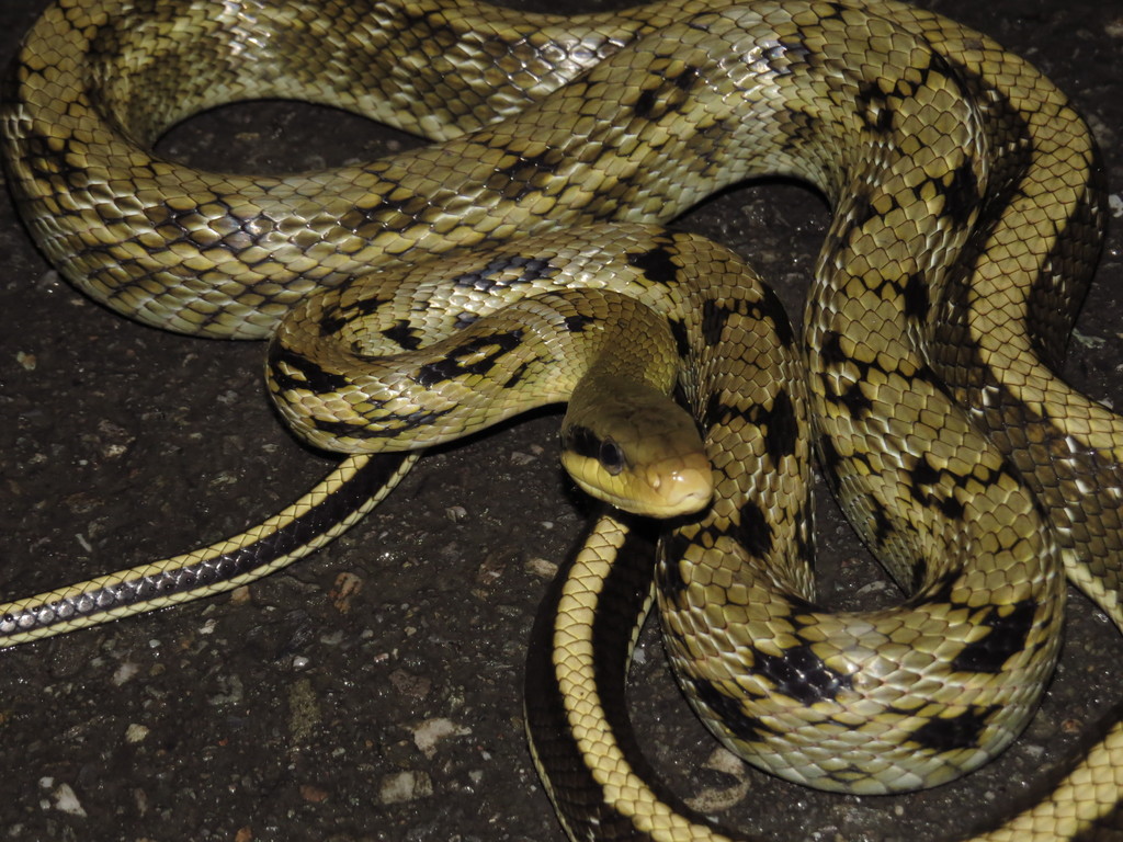 Beauty Ratsnake (Elaphe taeniura) - Snakes and Lizards