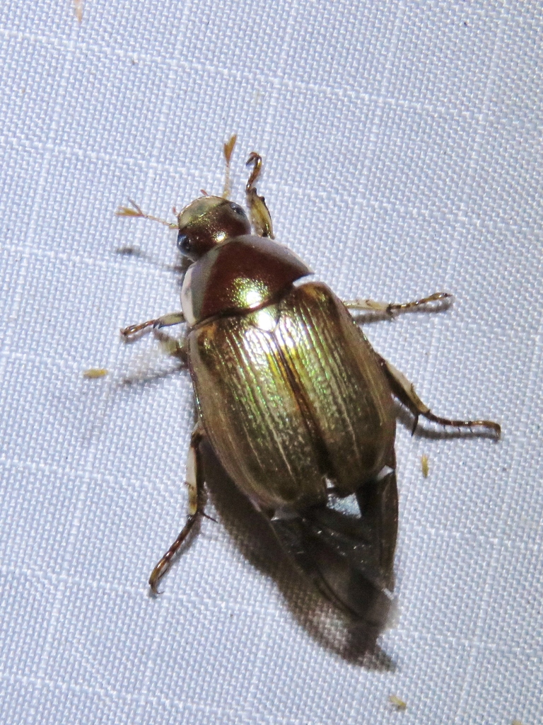 Margined Shining Leaf Chafer (Guide to Beetles of Erath County, TX) · iNaturalist