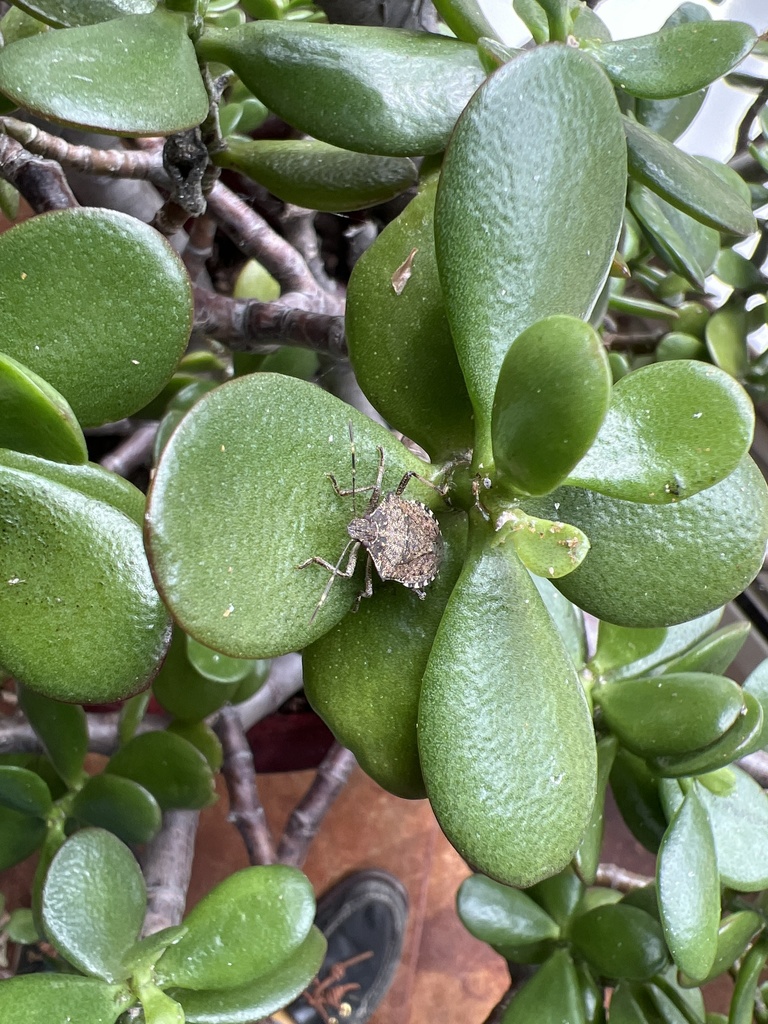Brown Marmorated Stink Bug from Portland Ave, Minneapolis, MN, US on ...