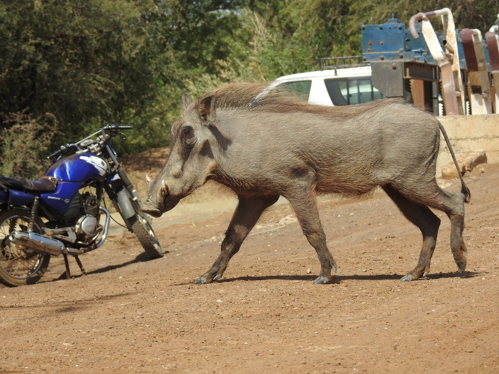 Northern Warthog (Phacochoerus africanus africanus) - Know Your Mammals