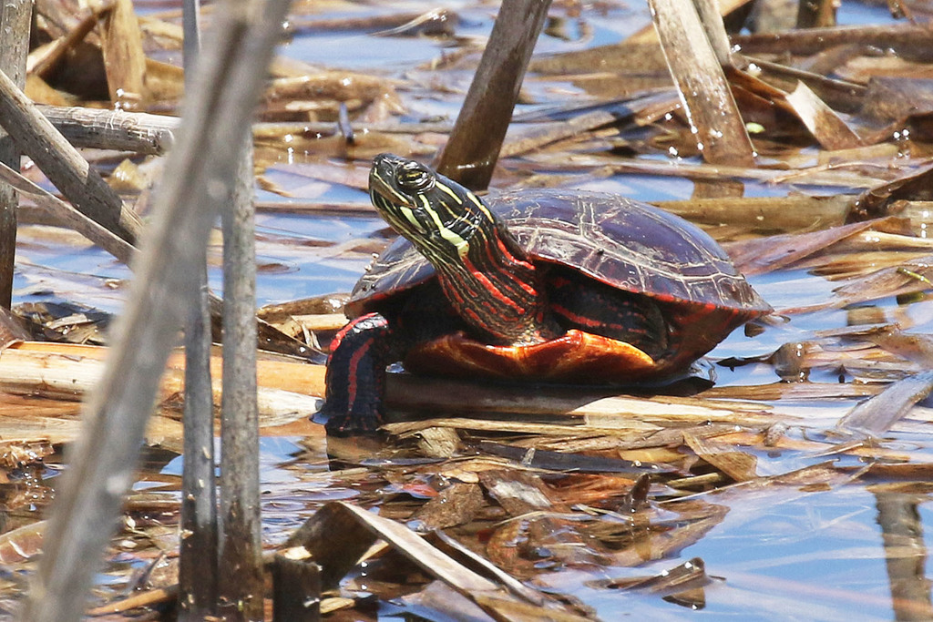 Midland Painted Turtle (Casa Tortuga) · iNaturalist