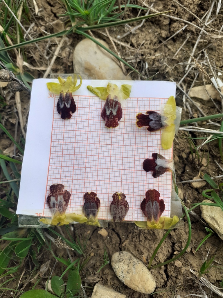 Marble Bee-Orchid from Hanancha, Algérie on March 25, 2022 at 03:16 PM ...