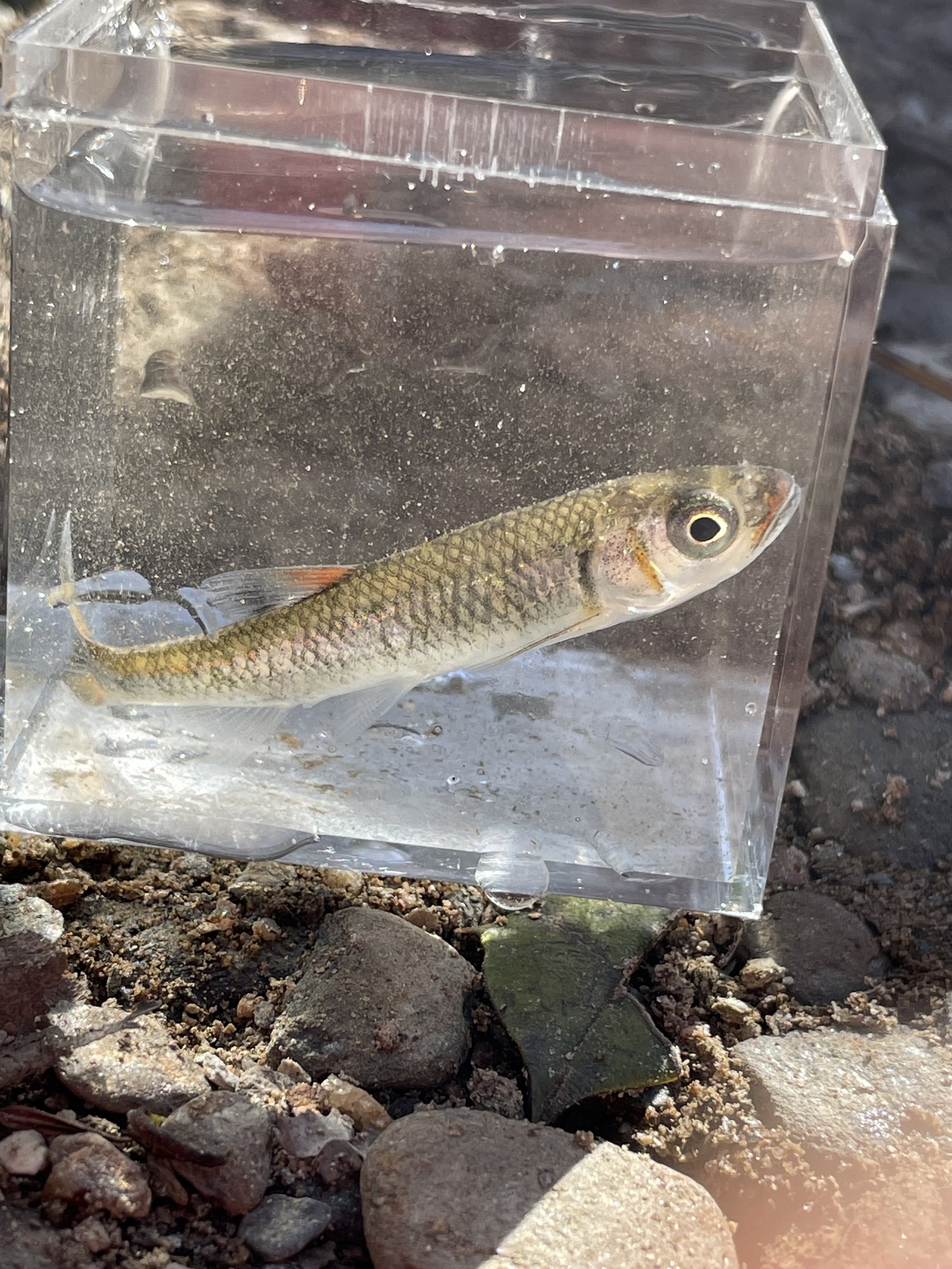 Luxilus coccogenis (Cope, 1868)