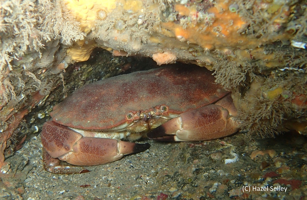 Edible Crab (Intertidal species of NE Atlantic) · iNaturalist
