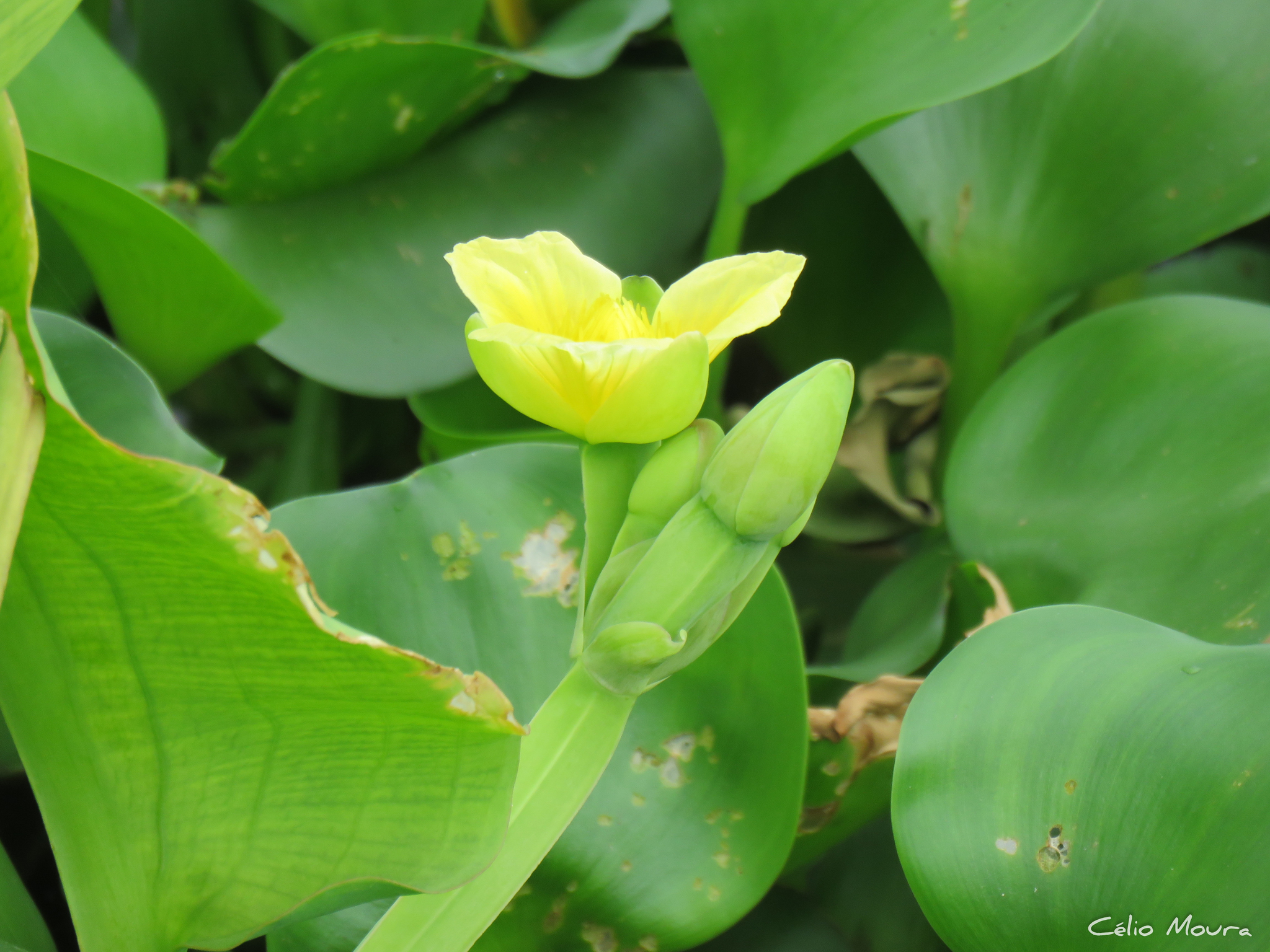 Limnocharis flava (L.) Buchenau