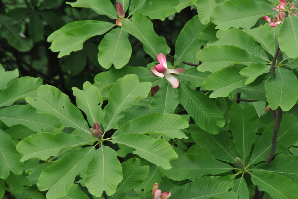 Magnolia officinalis (Magnolia-Bark) - plant details - WorldFloraDB