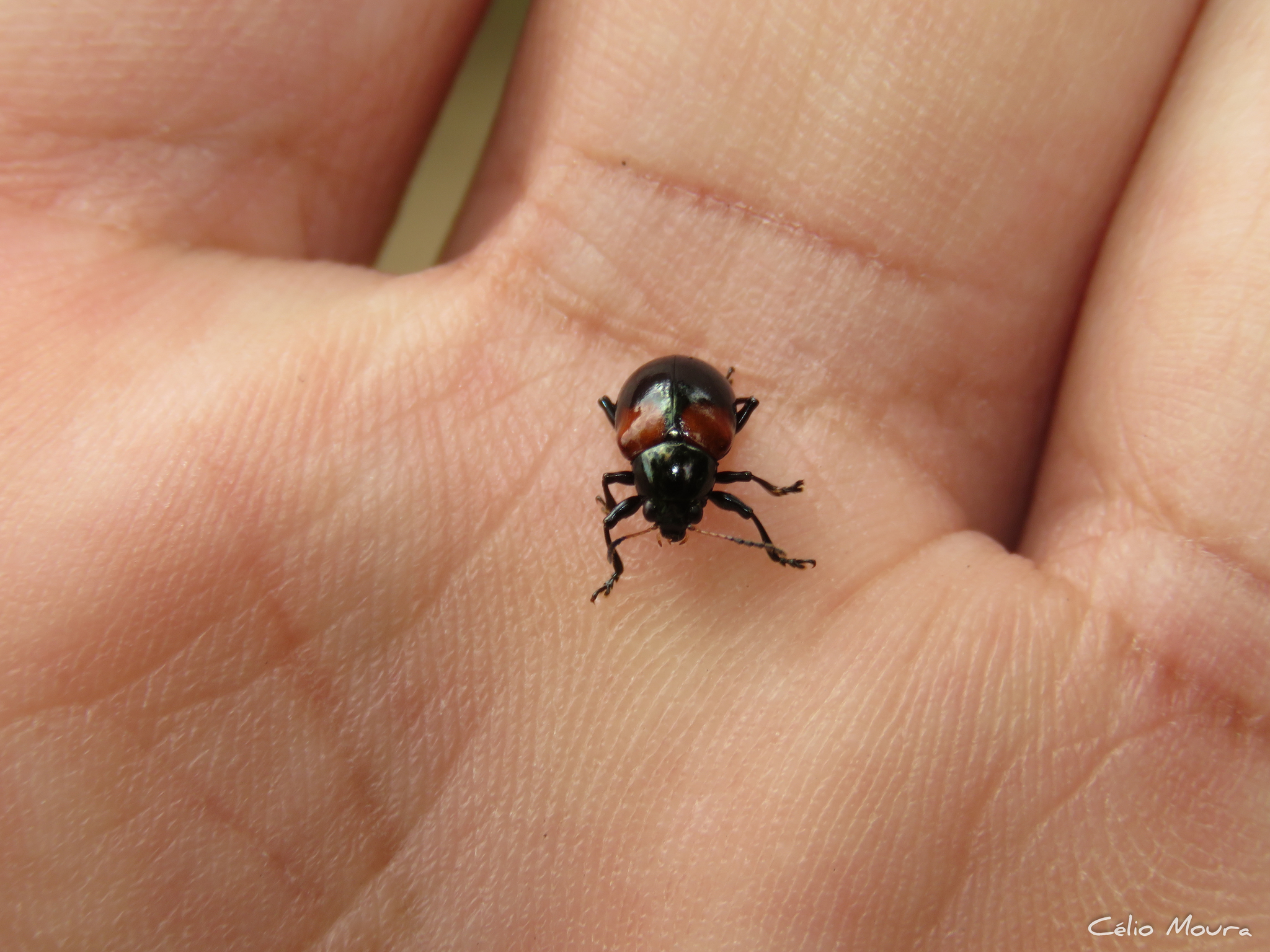 Typophorus nigritus (Fabricius, 1801)