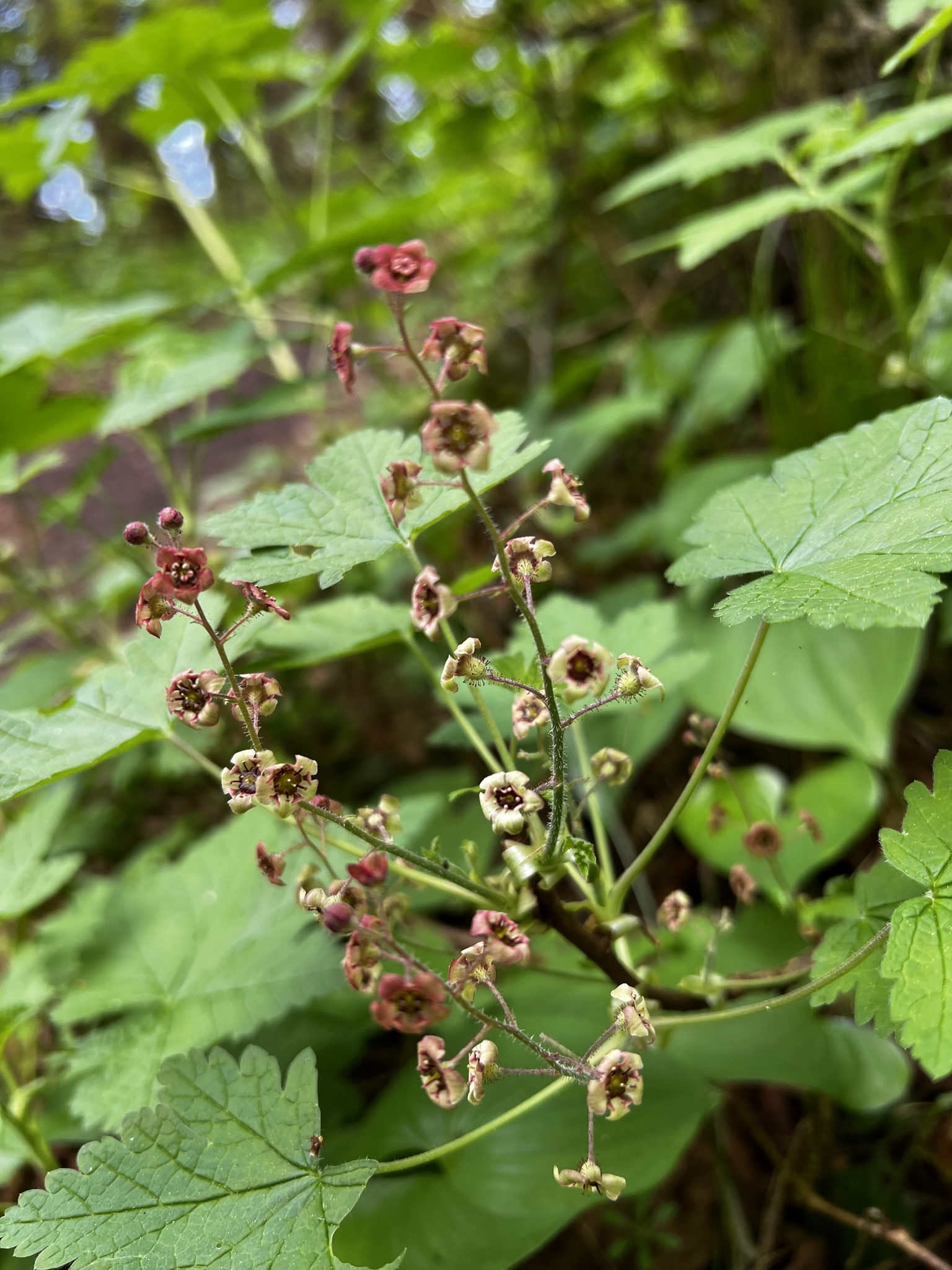 Ribes laxiflorum Pursh