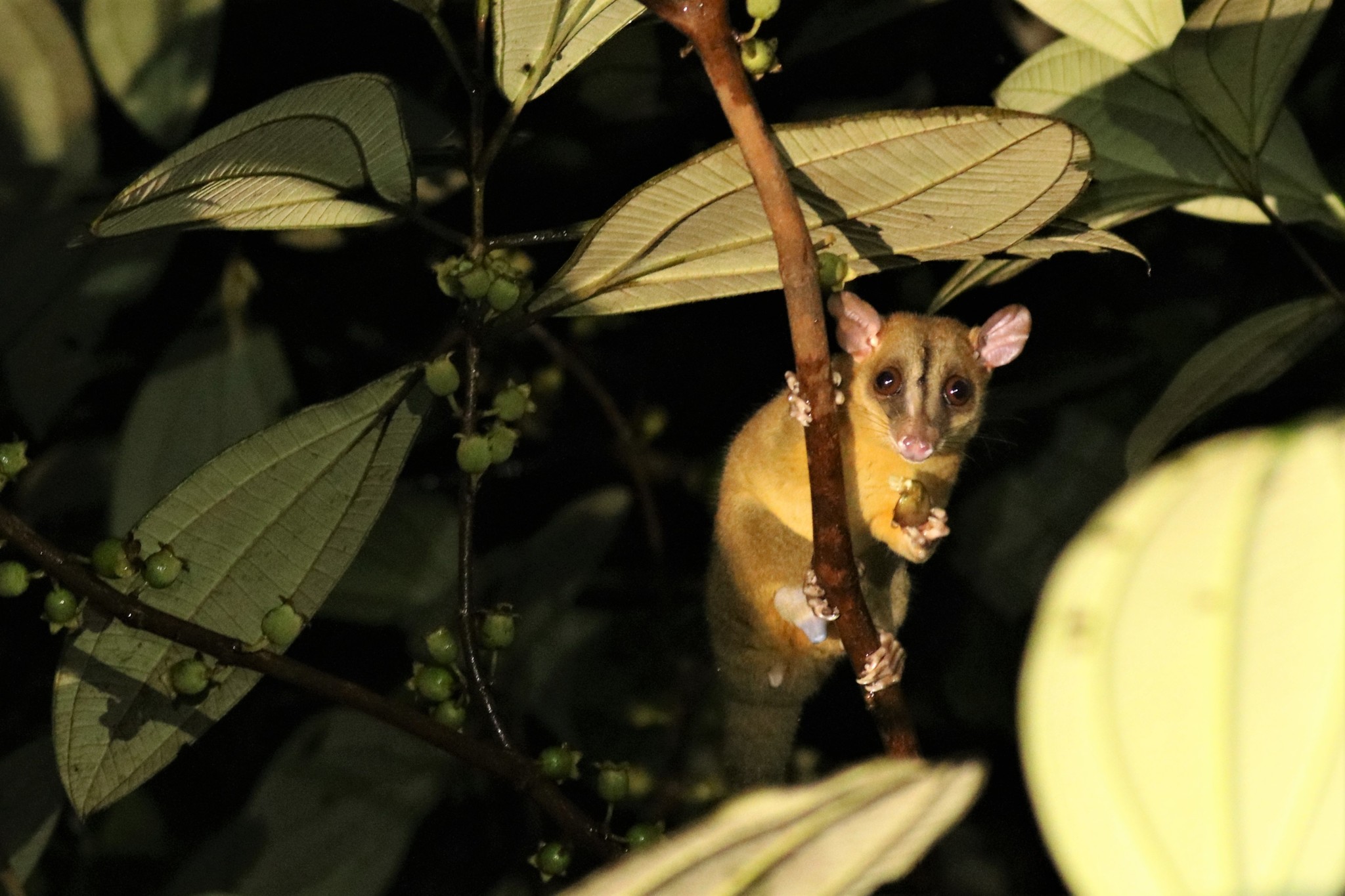 Caluromys philander (Linnaeus, 1758)