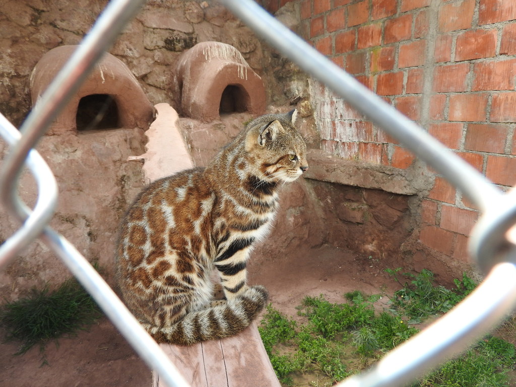 Andean Cat (Leopardus jacobita) - Know Your Mammals