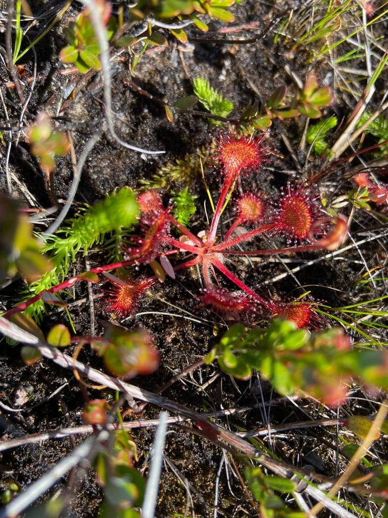 round-leaved sundew in June 2021 by Daniel McRae · iNaturalist