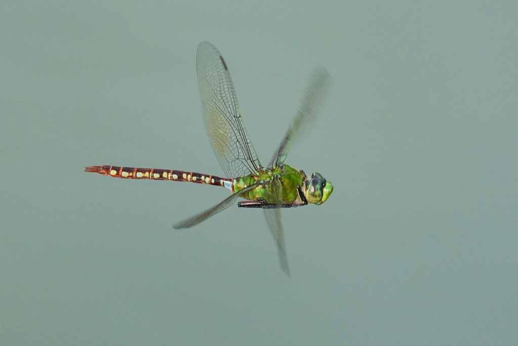 Blue-spotted Comet Darner (Odonata of Belize) · iNaturalist