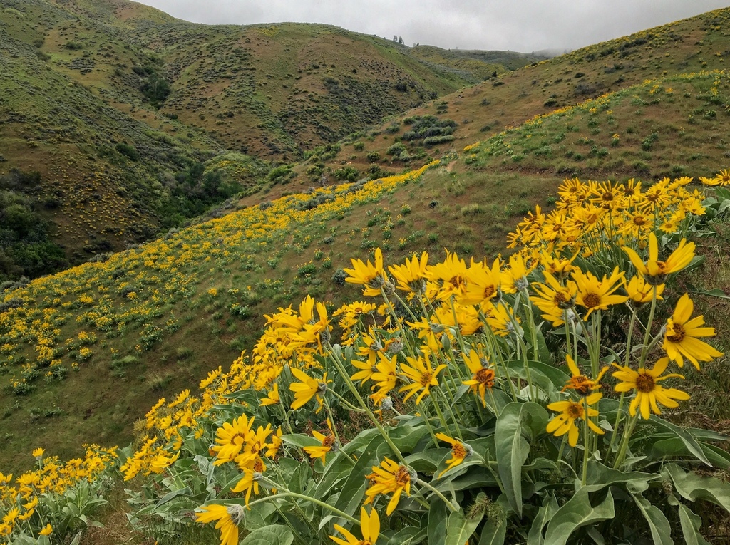 arrowleaf balsamroot (Balsamorhiza sagittata) - Botanical Realm