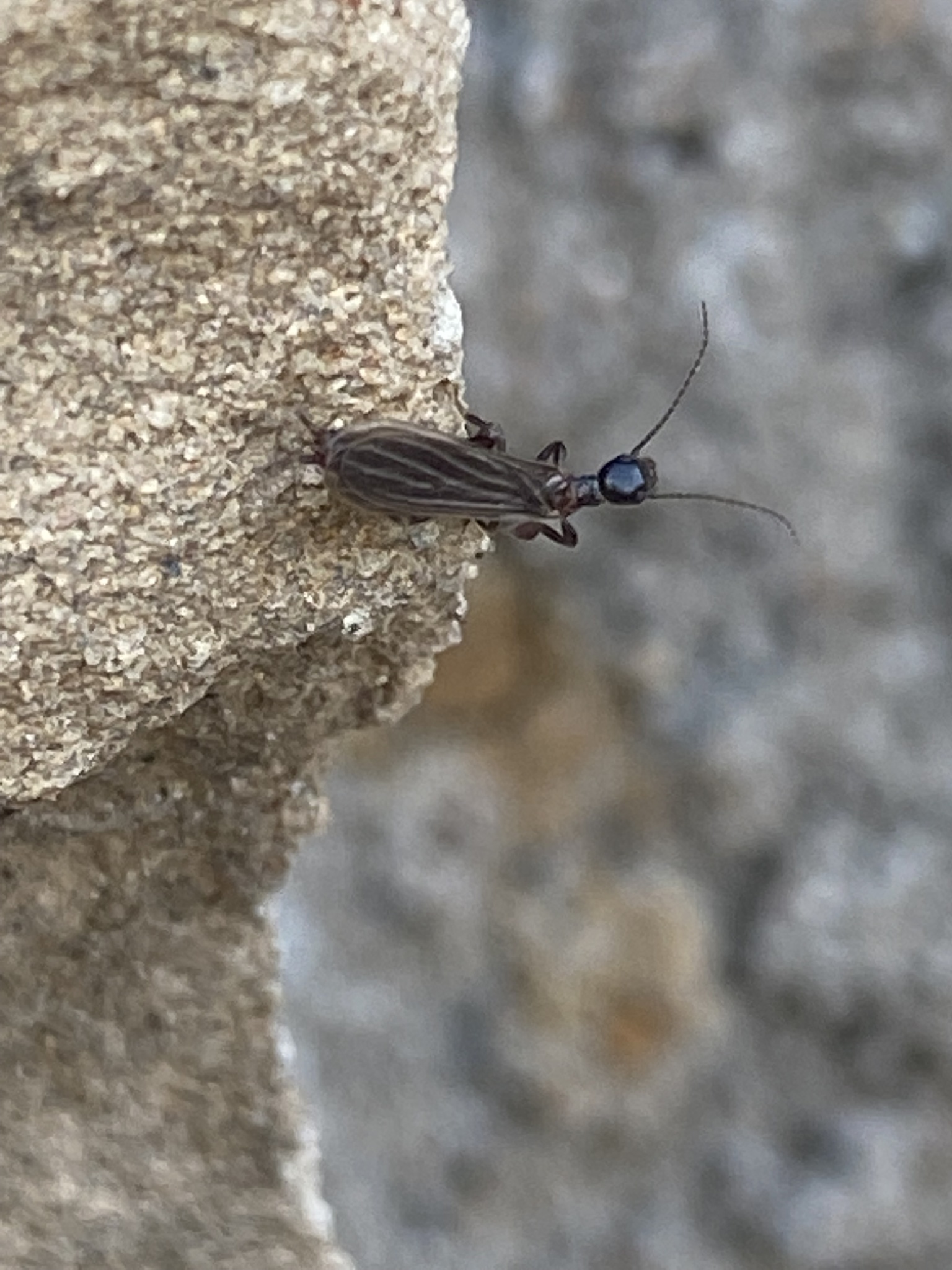 Embioptera