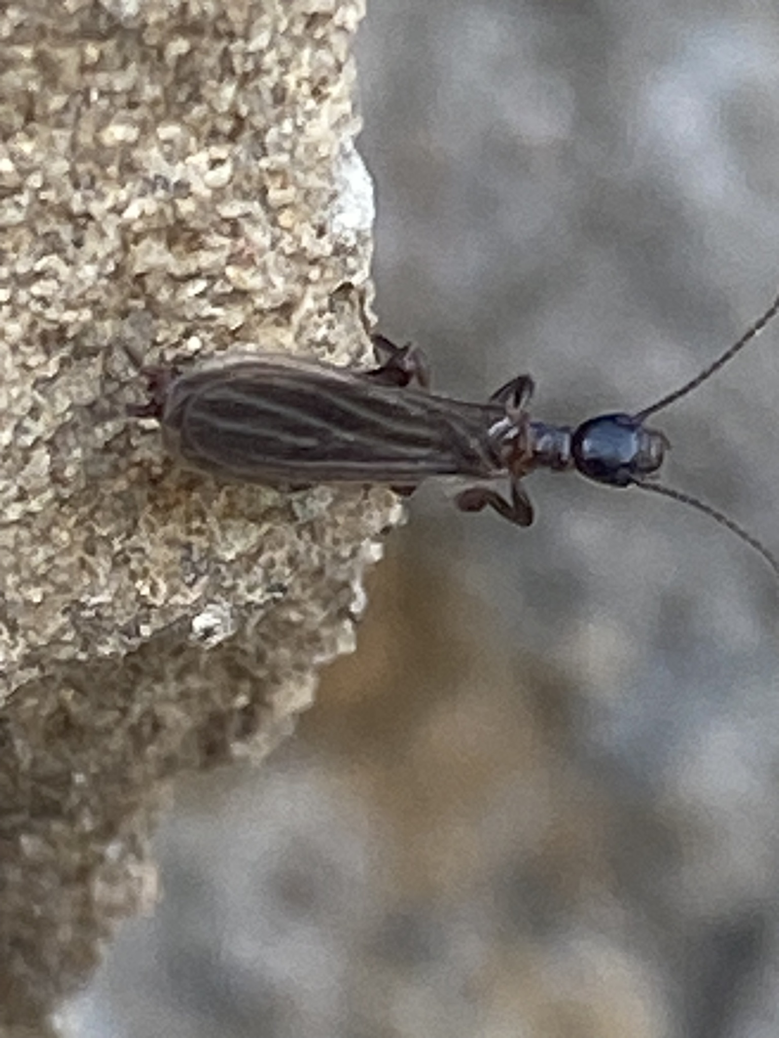 Embioptera