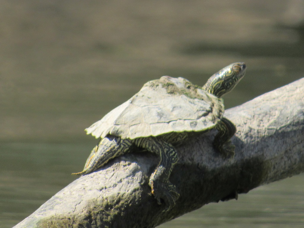 Texas Map Turtle from Travis County, TX, USA on March 16, 2022 at 12:45 ...
