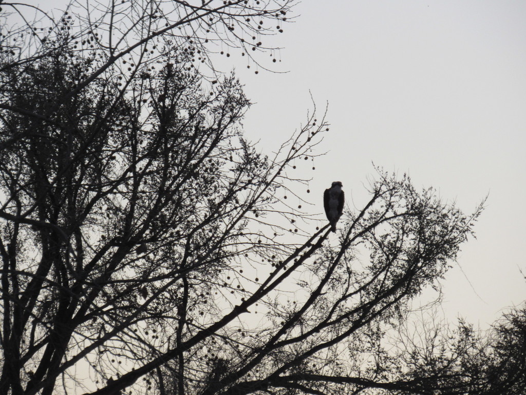 Osprey from Austin, TX, USA on March 16, 2022 at 07:37 AM by Caleb ...