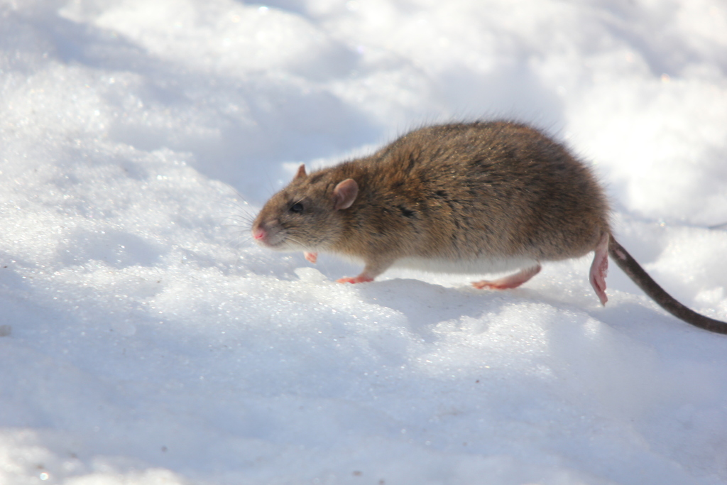 Brown Rat (Rattus norvegicus) - Know Your Mammals
