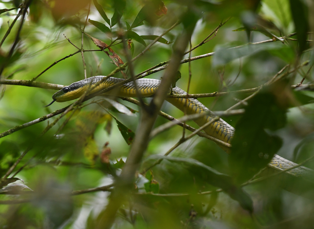 Puffing Snake from Alajuela Province, San Carlos, Costa Rica on March ...