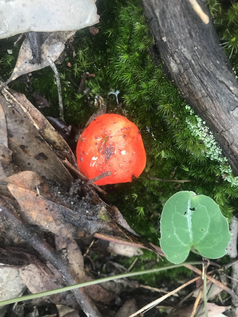Burnt-orange Bolete from Kandos State Forest, Mount Marsden, NSW, AU on ...