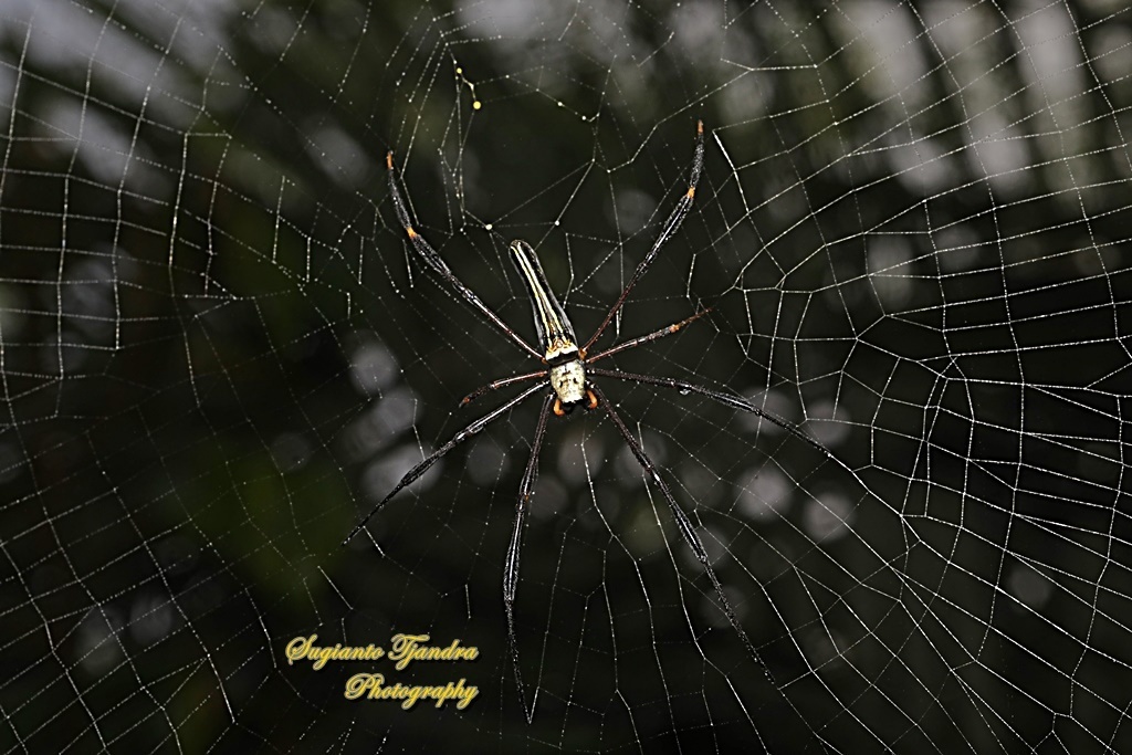 Giant Golden Orbweaver from Sukabumi Regency, West Java, Indonesia on ...