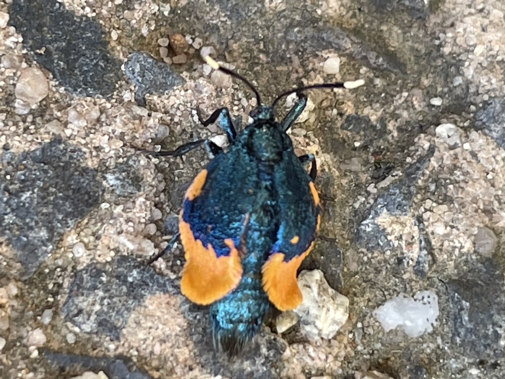 Australian bag moth from Frankston South, VIC, AU on March 26, 2022 at ...