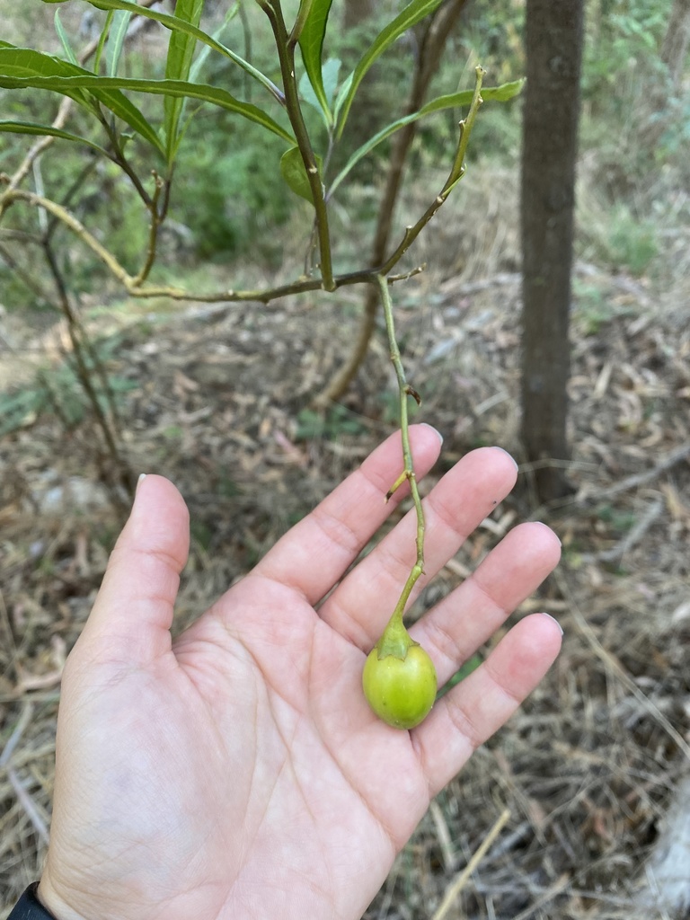 kangaroo-apple from Belair National Park, Belair, SA, AU on March 19 ...