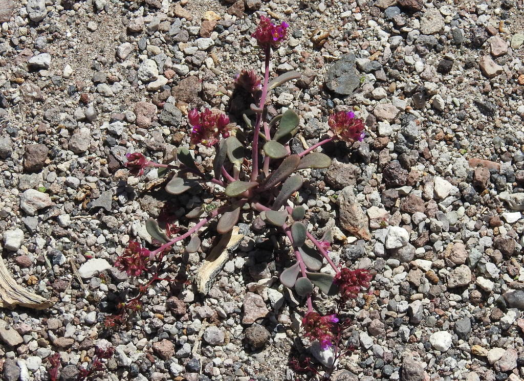 (Cistanthe minuscula) - Botanical Realm