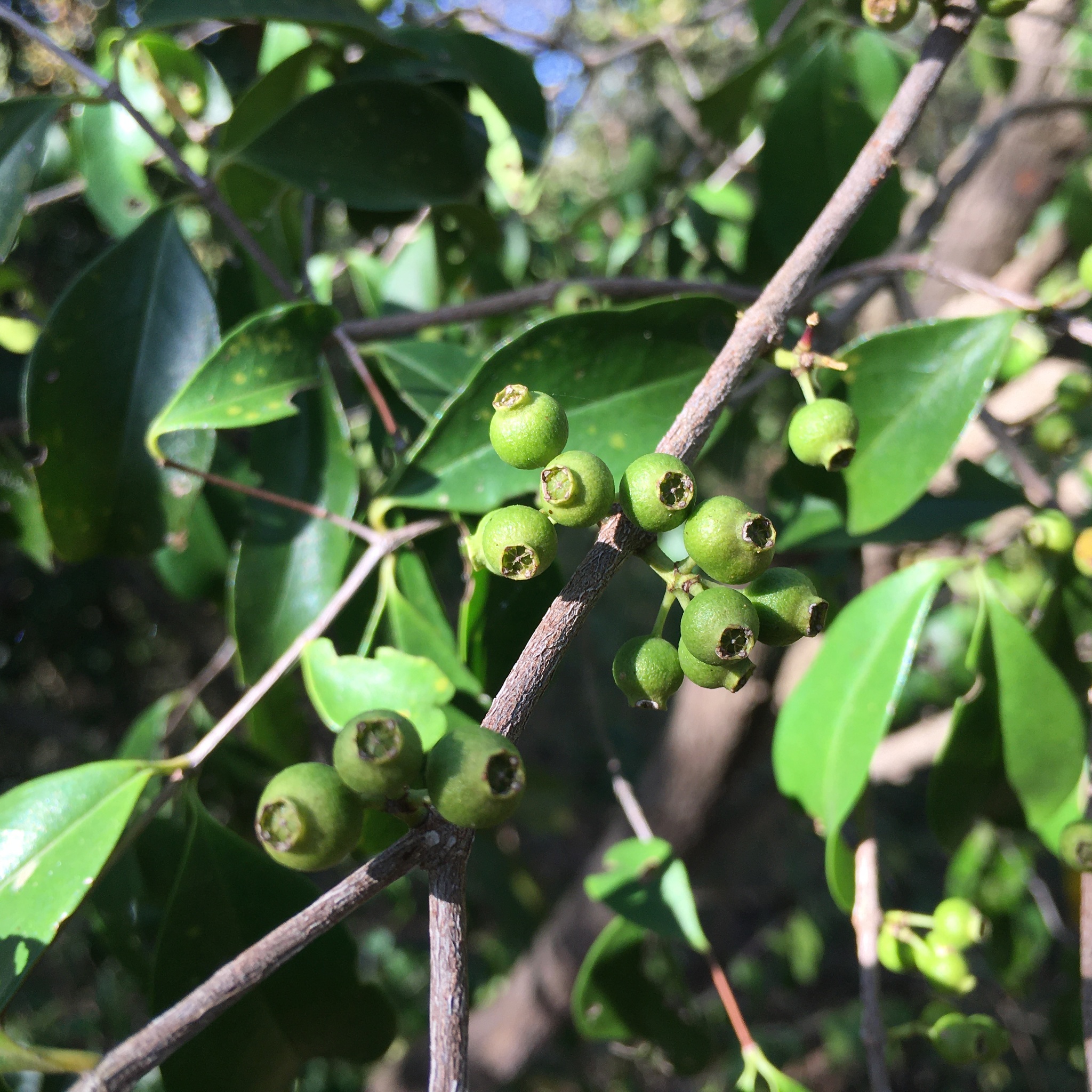 Memecylon edule Roxb.