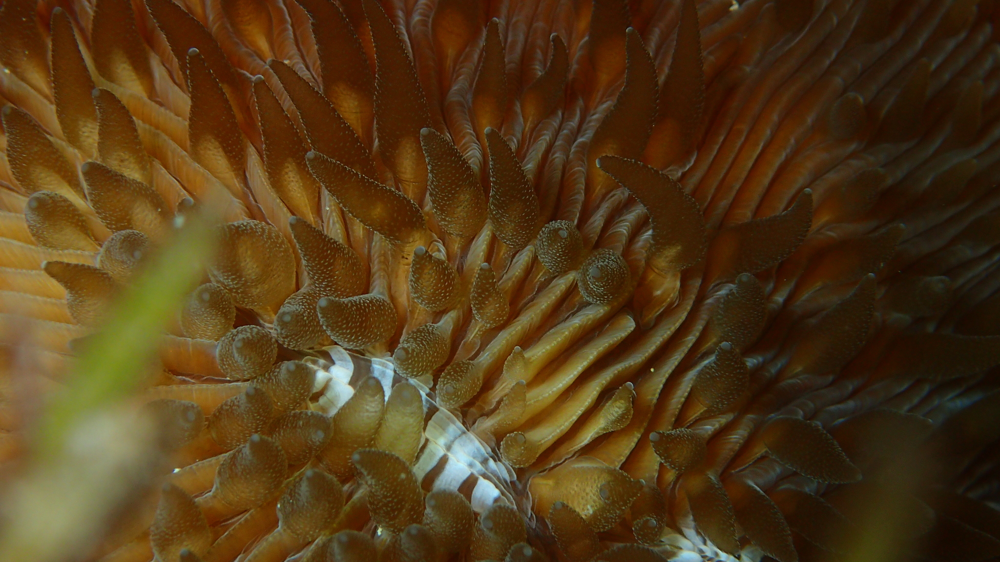 Lobactis scutaria (Lamarck, 1801)