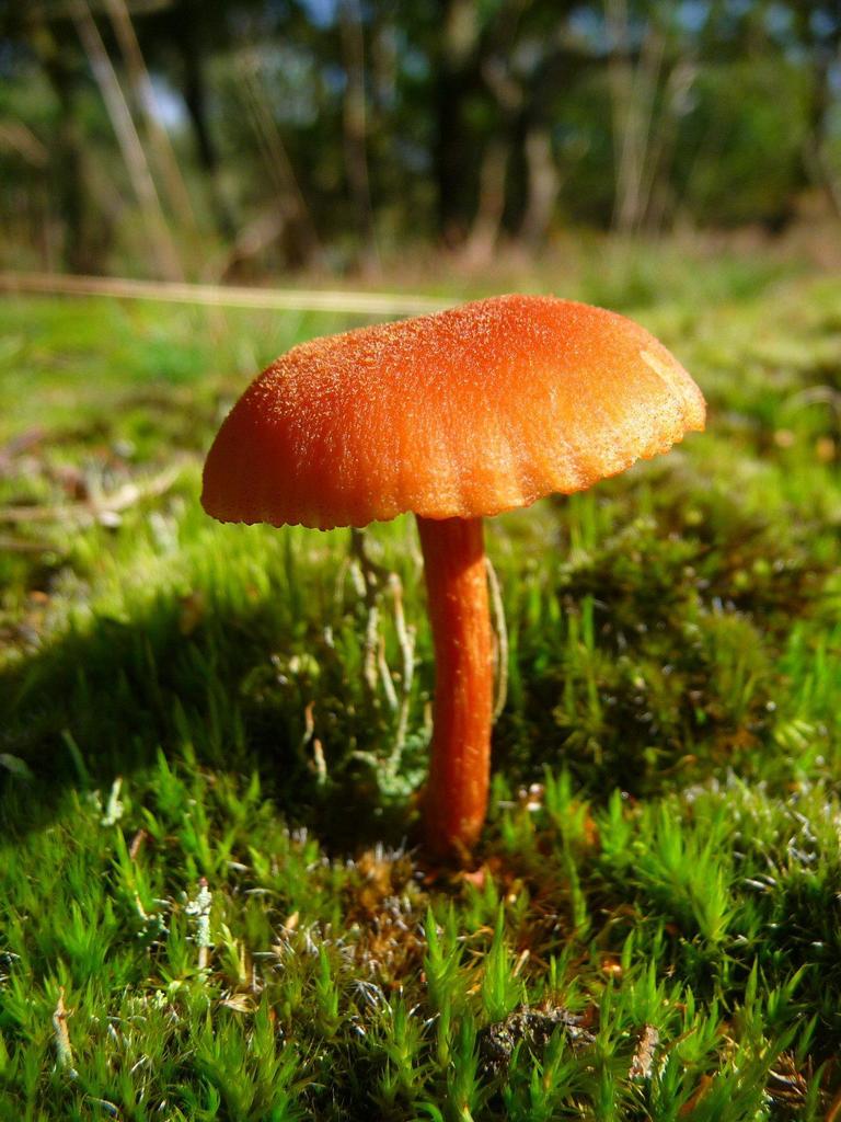 Deceiver (Higher Fungi of the San Francisco Bay Area) · iNaturalist Mexico