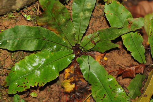 Tectaria zollingeri · iNaturalist