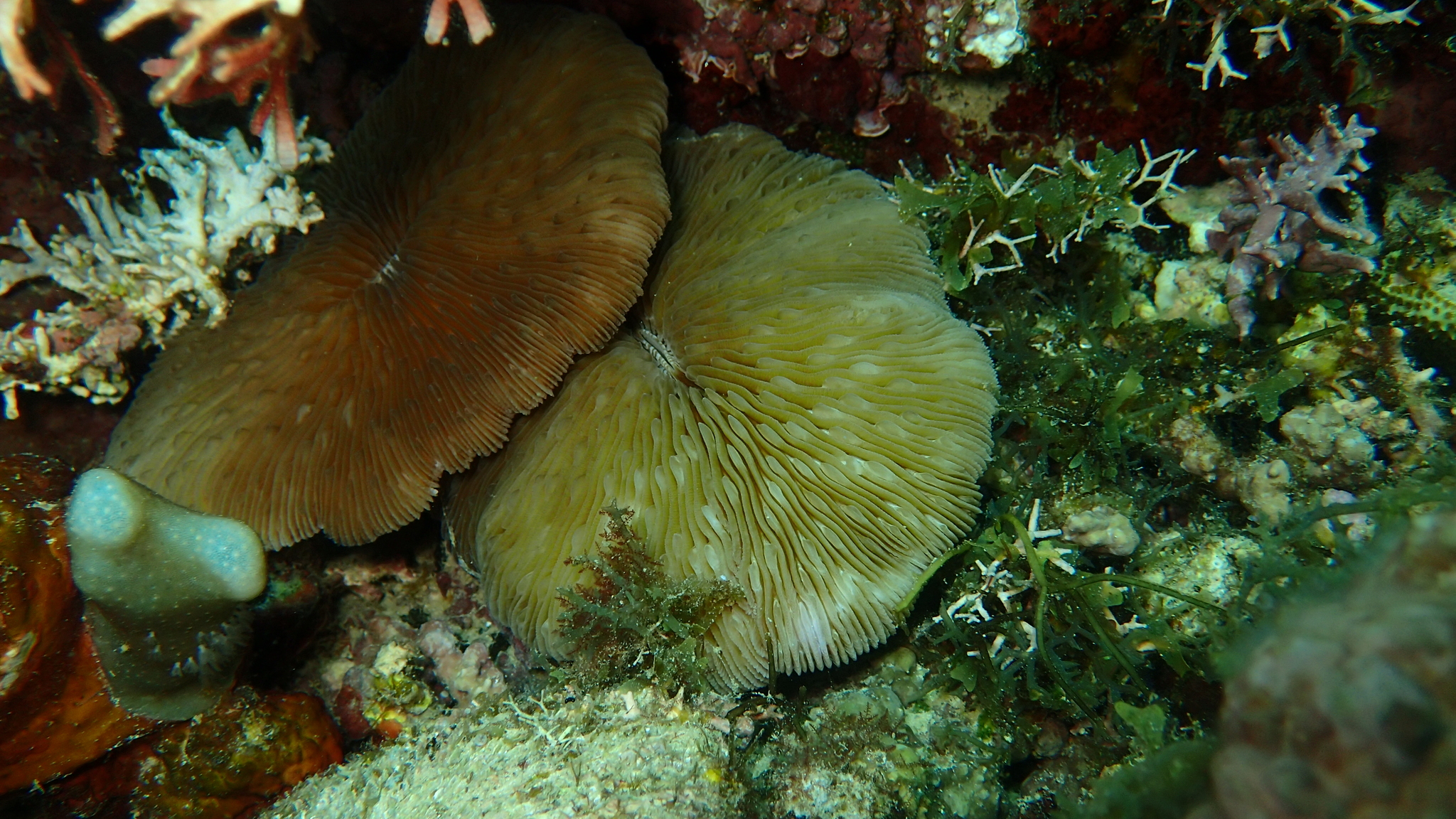 Lobactis scutaria (Lamarck, 1801)