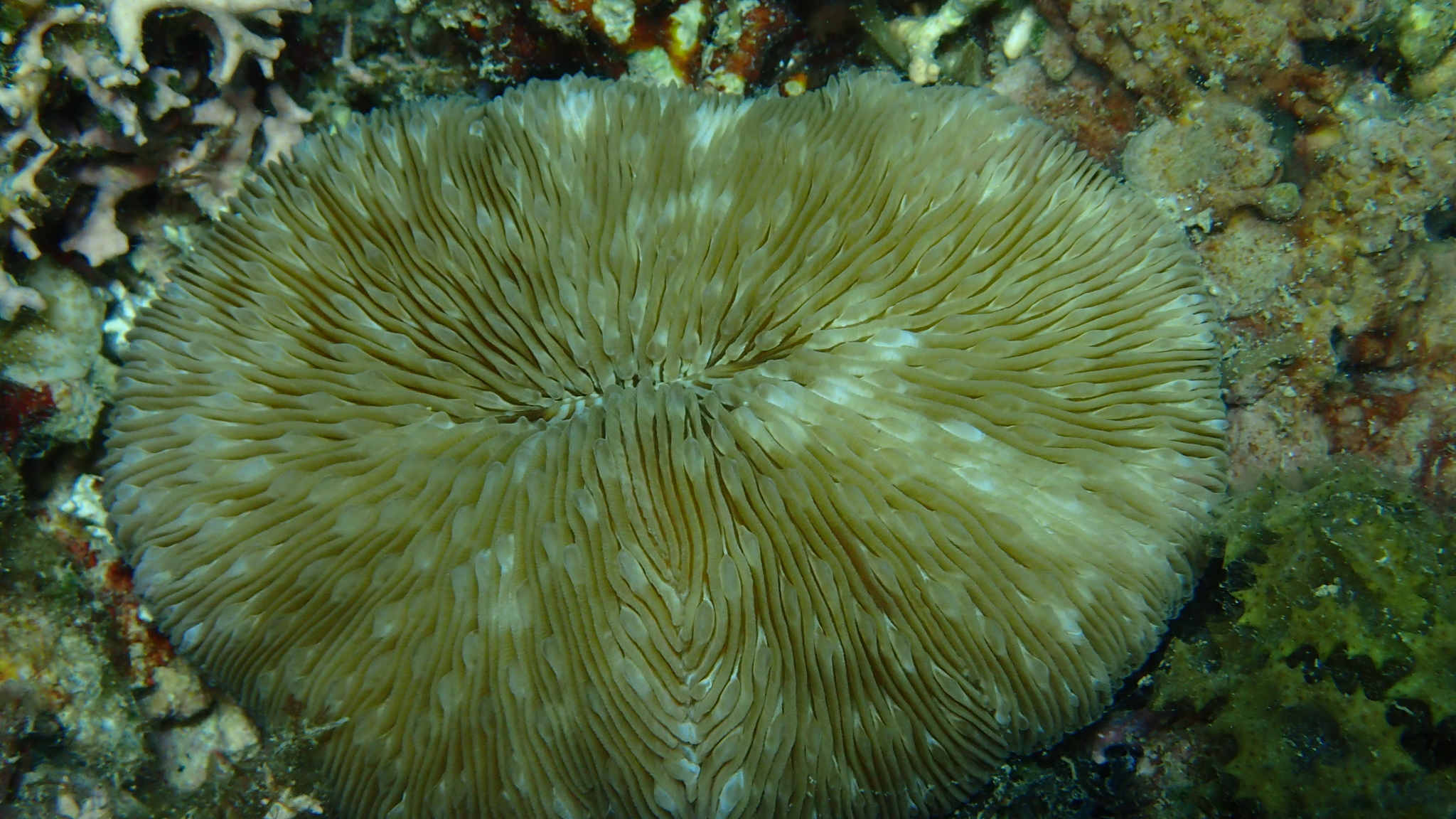 Lobactis scutaria (Lamarck, 1801)